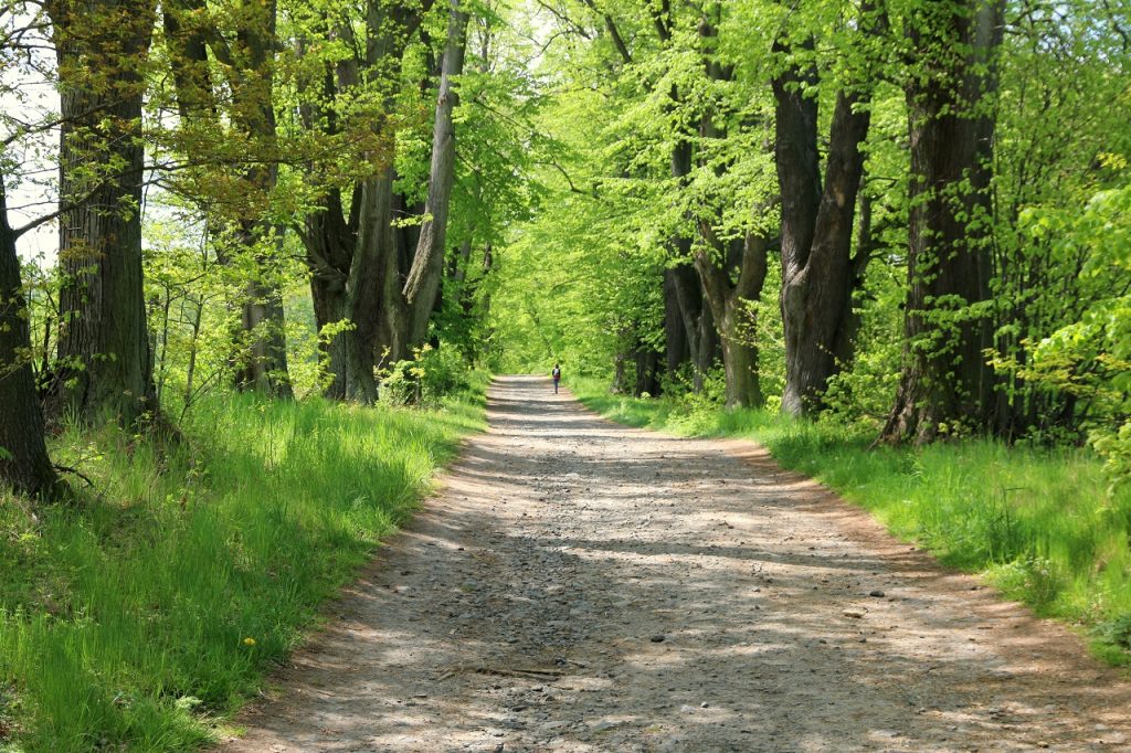 Ostrzyca - najwyższy wygasły wulkan w Polsce - bibaba.pl